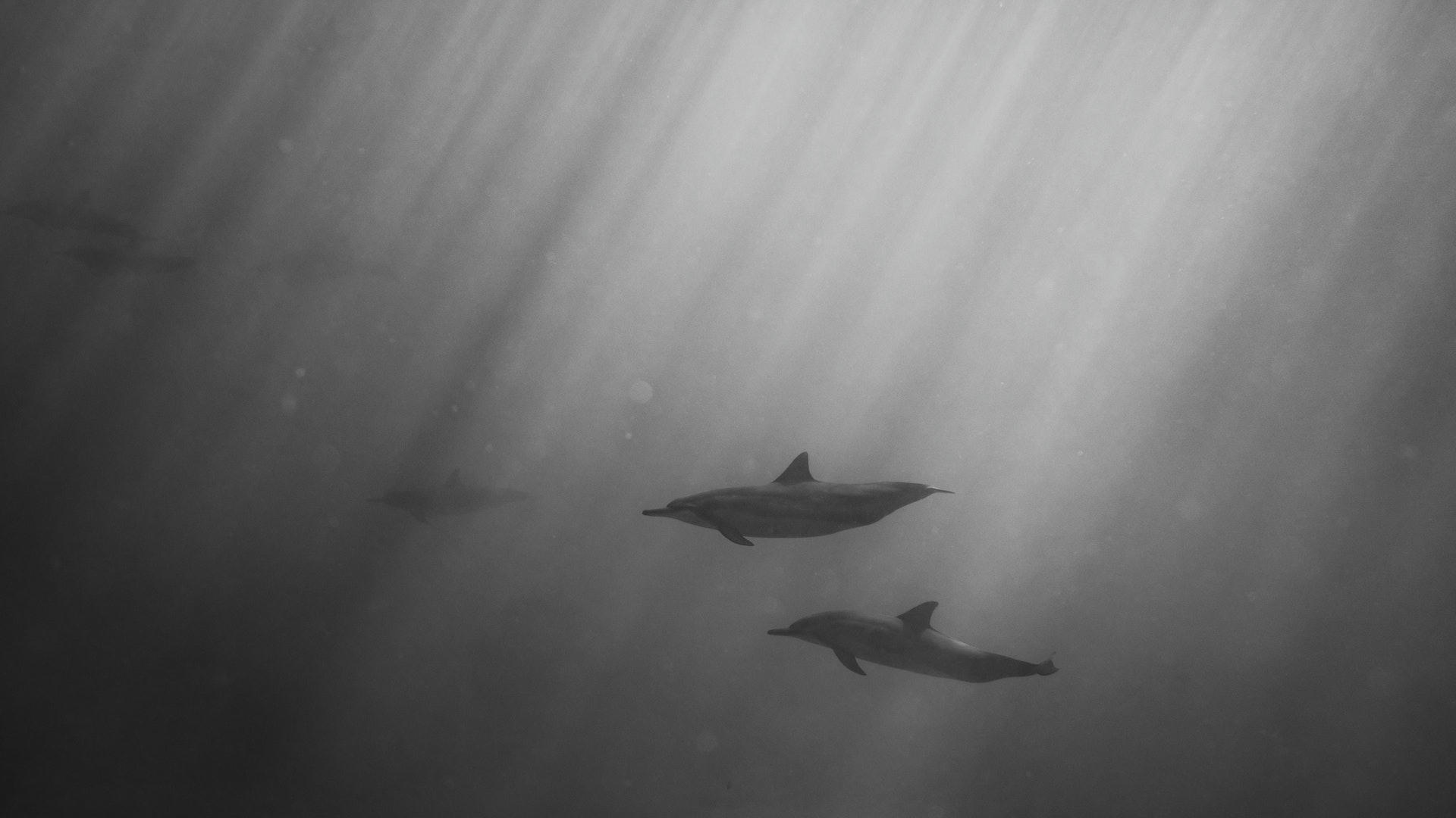 Redpoll - Likelihood based data drift detection